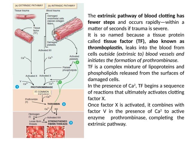 Hemostasis, (Blood clotting), Blood Coagulation, Clot retraction. pptx ...