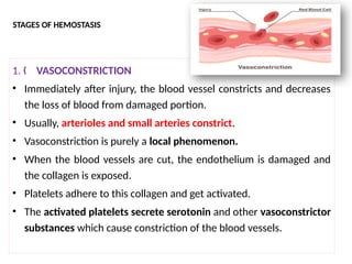Hemostasis, (Blood clotting), Blood Coagulation, Clot retraction. pptx ...