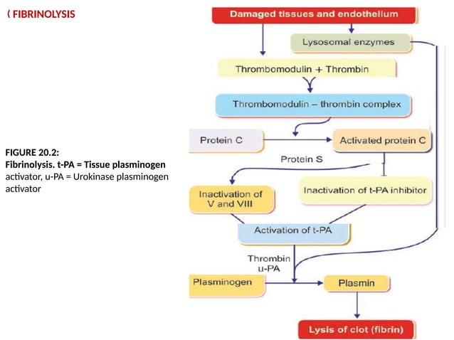Hemostasis, (Blood clotting), Blood Coagulation, Clot retraction. pptx ...