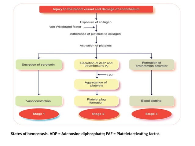 Hemostasis, (Blood clotting), Blood Coagulation, Clot retraction. pptx ...