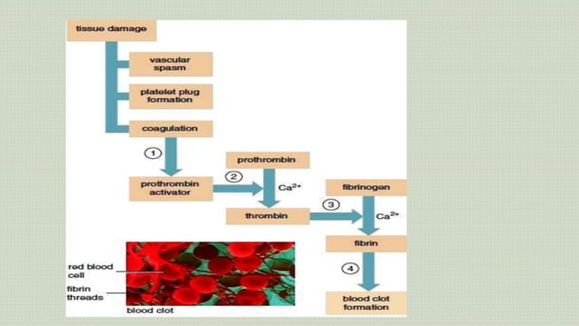 HEMOSTASIS & COAGULATION.pptx