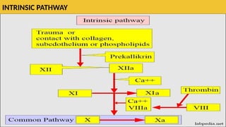 HEMOSTASIS & COAGULATION PATHWAYS in short | PPTX