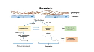 Hemostasis_importance& clinical significance.pptx