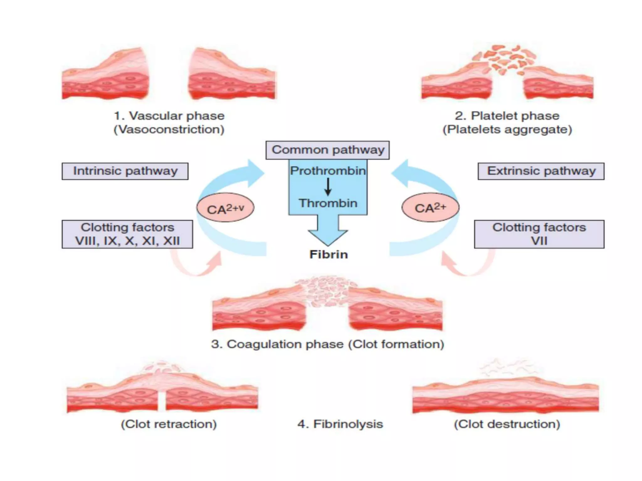 Hemostasis of blood | PPTX