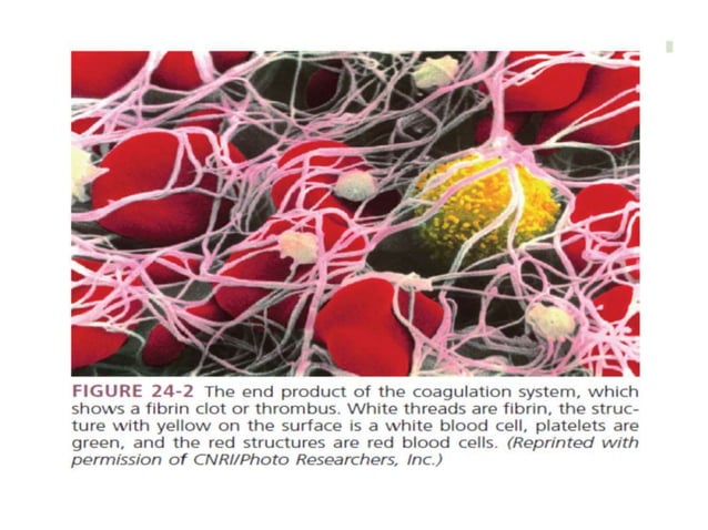 Hemostasis of blood | PPTX