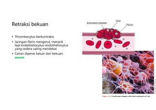 Hemostasis _ pembekuan darah, golongan darah.docx