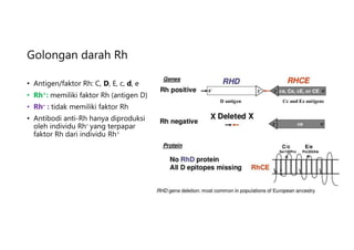 Hemostasis _ pembekuan darah, golongan darah.docx
