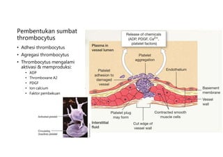 Hemostasis _ pembekuan darah, golongan darah.docx