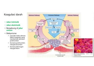 Hemostasis _ pembekuan darah, golongan darah.docx