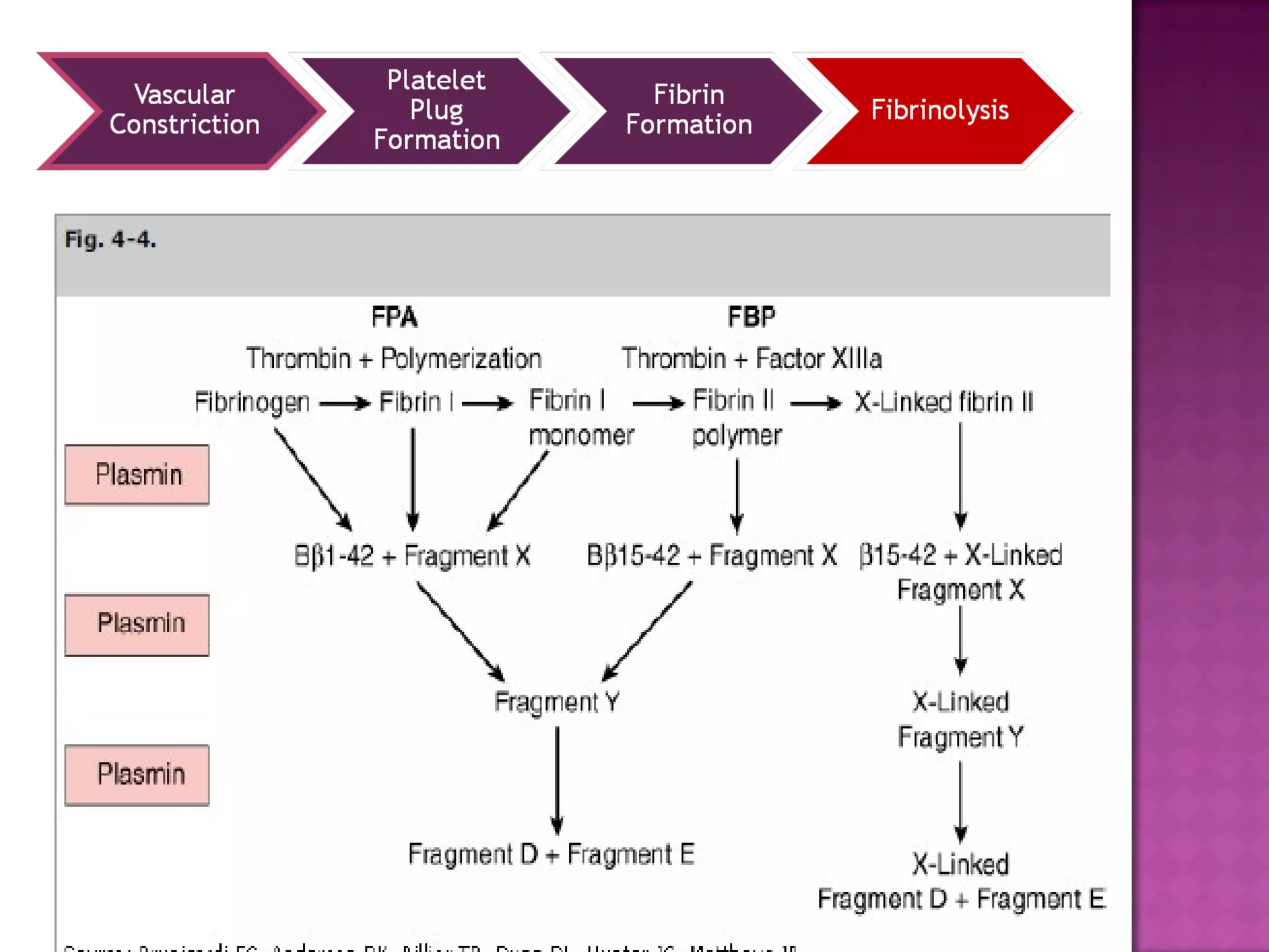 Hemostasis, surgical bleeding and transfusion | PPT