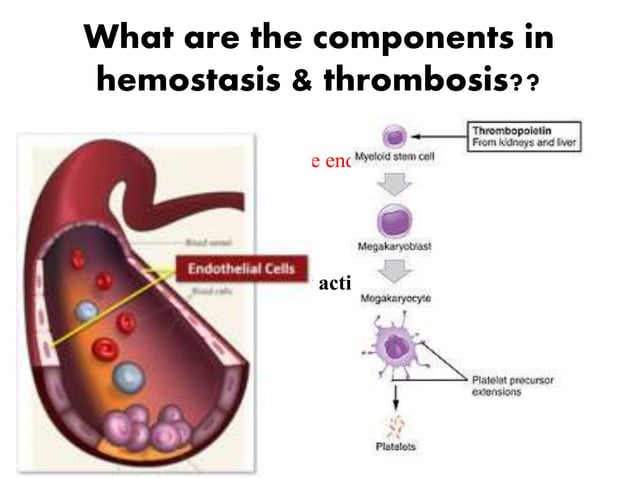 Hemostasis &and thrombosis.ppt | Blood Disorders | Diseases and Conditions