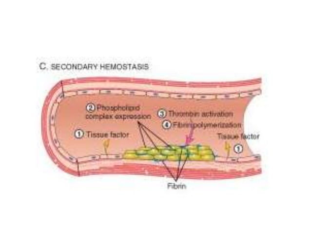 Hemostasis &and thrombosis.ppt | Blood Disorders | Diseases and Conditions