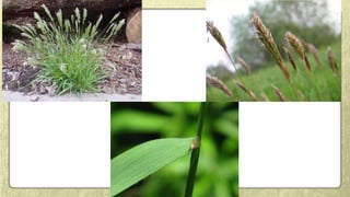 Hemotoxic plants | PPT