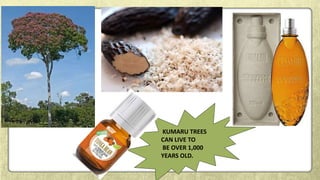 Hemotoxic plants | PPT