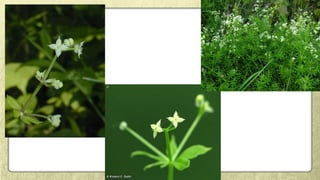 Hemotoxic plants | PPT