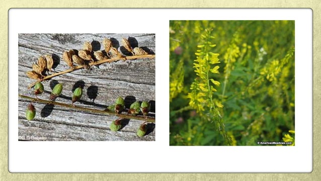 Hemotoxic plants | PPTX