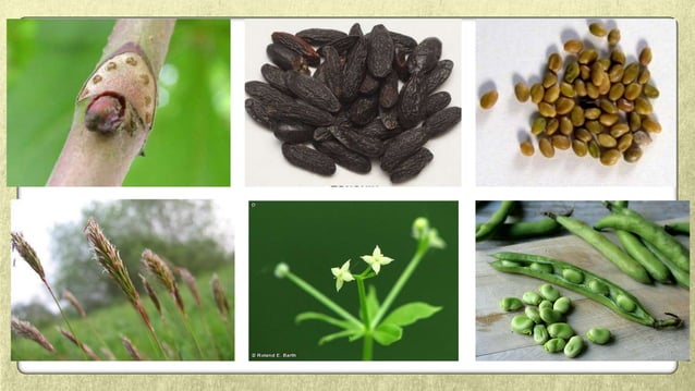 Hemotoxic plants | PPTX