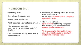Hemotoxic plants | PPT