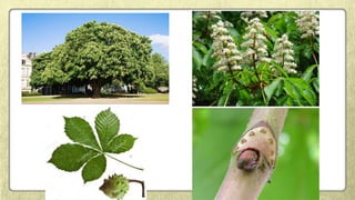 Hemotoxic plants | PPT | Free Download