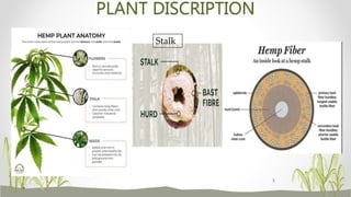 Hemp | PPT