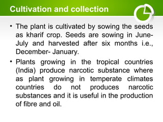 hemp as a fibre in pharmacy - source, preparation, tests, uses | PPT