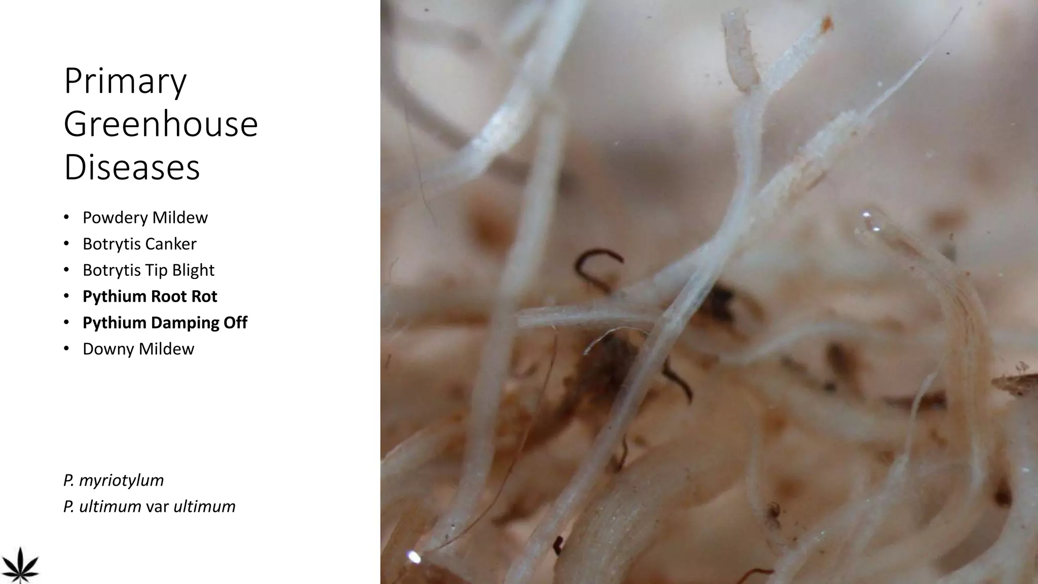 Hemp Disease and Their Mgmt Spring 2020 | PPTX