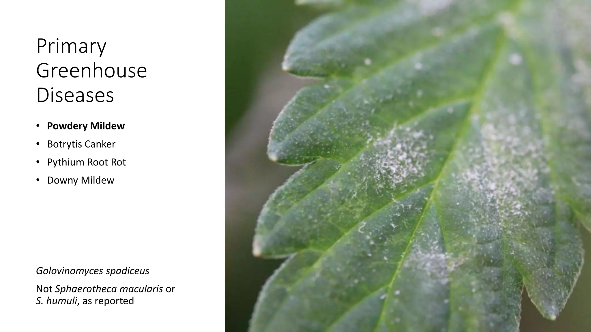 Hemp Disease and Their Mgmt Spring 2020 | PPTX