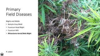 Hemp Disease and Their Mgmt Spring 2020 | PPTX