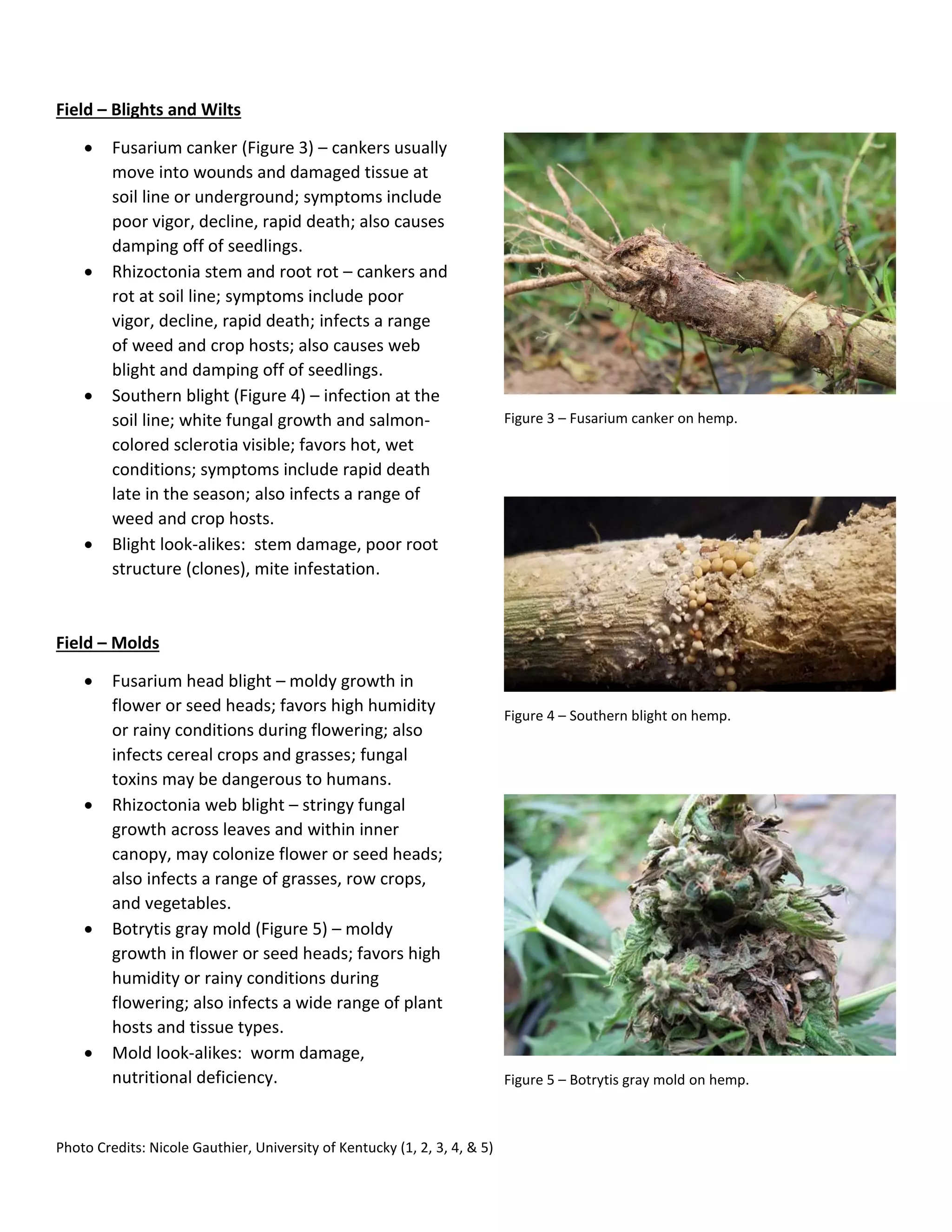 Hemp disease handout 2019 | PDF
