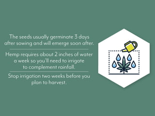 Hemp Farming 101 | From Seed Selection to Soil Preparation | PPT