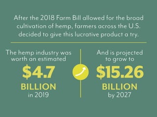 Hemp Farming 101 | From Seed Selection to Soil Preparation | PPT