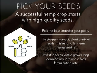 Hemp Farming 101 | From Seed Selection to Soil Preparation | PPT