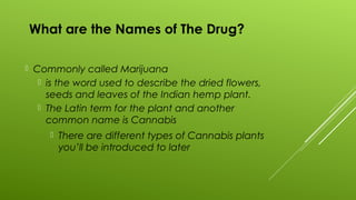Hemprove - Marijuana Facts and Effects And Common Misconceptions About ...
