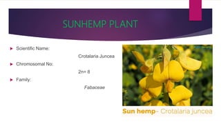 HEMP & SUNHEMP Cultivation | PPTX