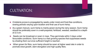 HEMP & SUNHEMP Cultivation | PPTX