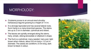 HEMP & SUNHEMP Cultivation | PPTX