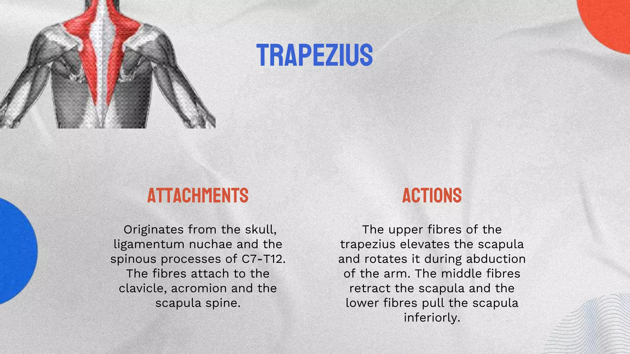 Muscles of the back | PPTX