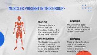 Muscles of the back | PPTX