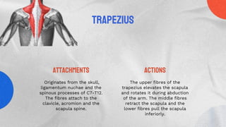 Muscles of the back | PPTX