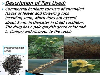 Henbane Plant | PPTX