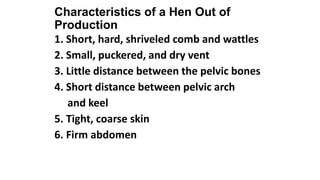 Hen in production | PPTX