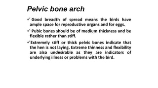 Hen in production | PPTX | Bone and Joint Conditions | Diseases and ...