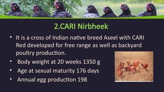 backyard poultry farming in india ..pptx