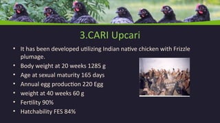 backyard poultry farming in india ..pptx