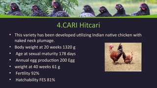 backyard poultry farming in india ..pptx
