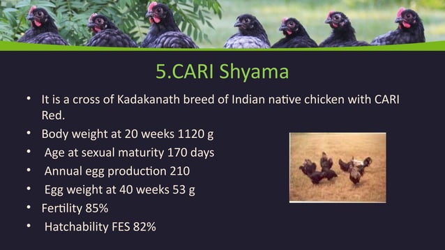 backyard poultry farming in india ..pptx