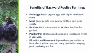 backyard poultry farming in india ..pptx