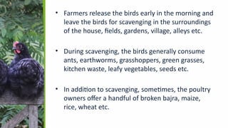 backyard poultry farming in india ..pptx