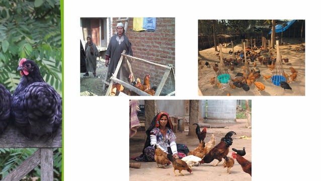backyard poultry farming in india ..pptx