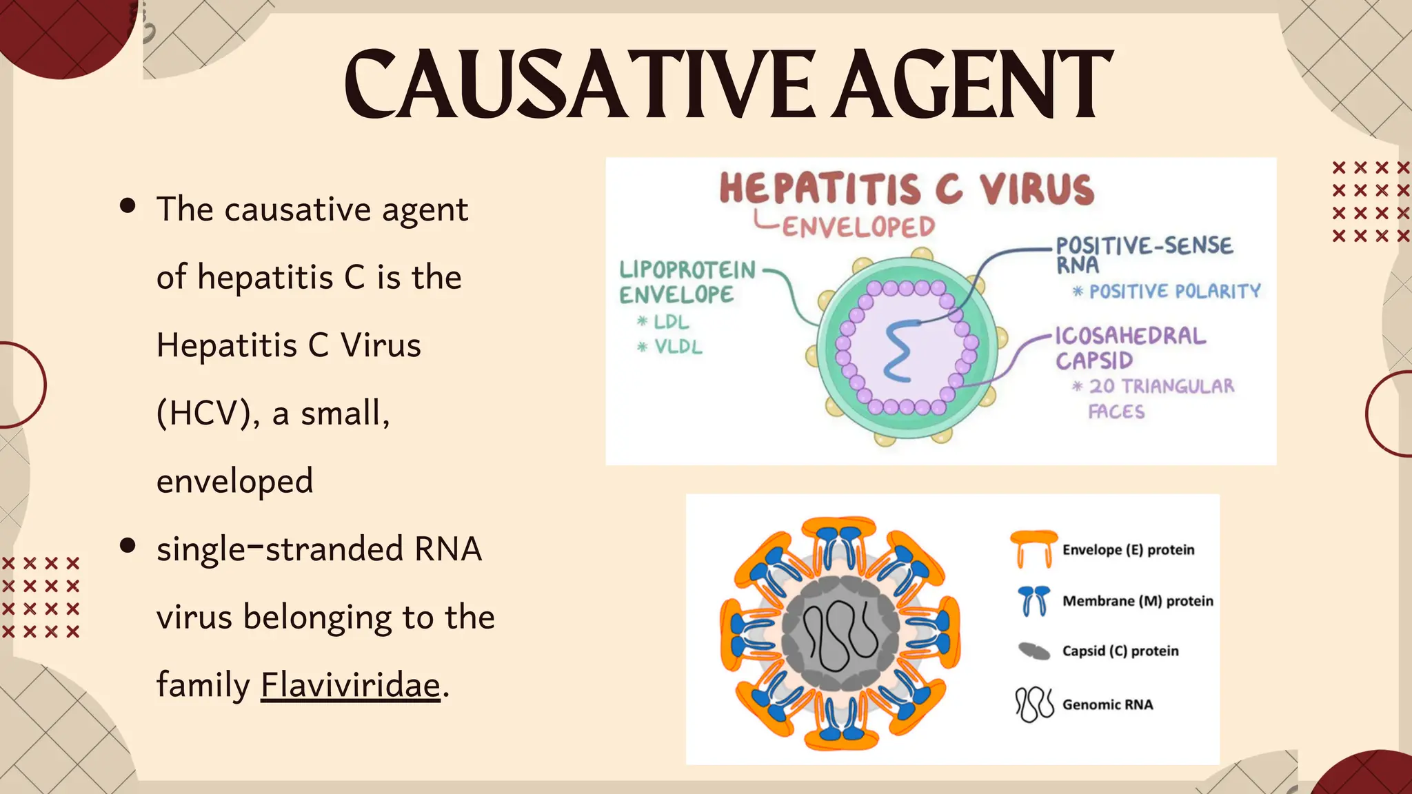 hepatitus c virus pptx........................... | PDF